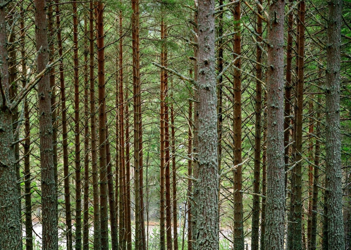 'Tree Trunks' Poster, picture, metal print, paint by Svetlana Sewell ...