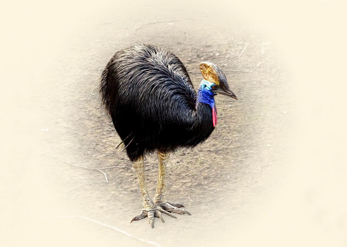 'Cassowary' Poster, picture, metal print, paint by Gyula Gvardián ...