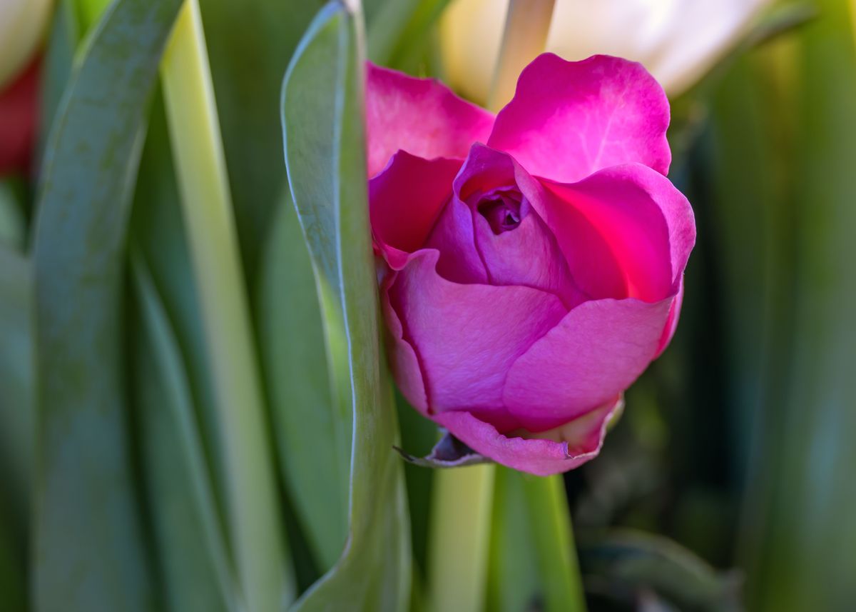 'Spring Awakening' Poster, picture, metal print, paint by Michael ...