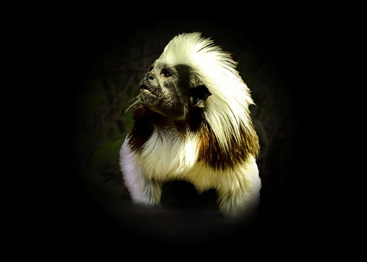 'Cotton top tamarin' Poster, picture, metal print, paint by Gyula ...