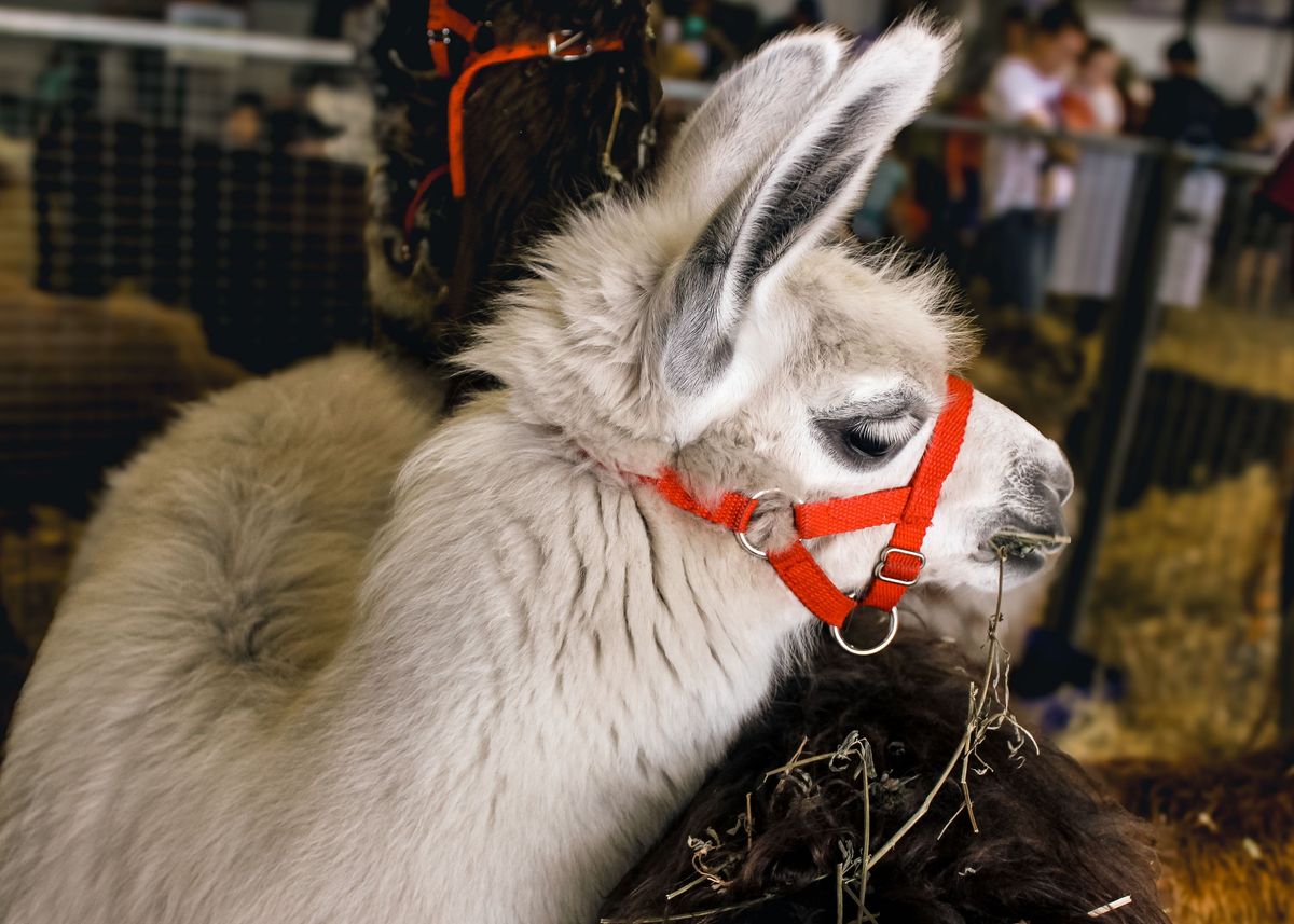 'White Baby Llama' Poster, picture, metal print, paint by Ingrid Nagy ...