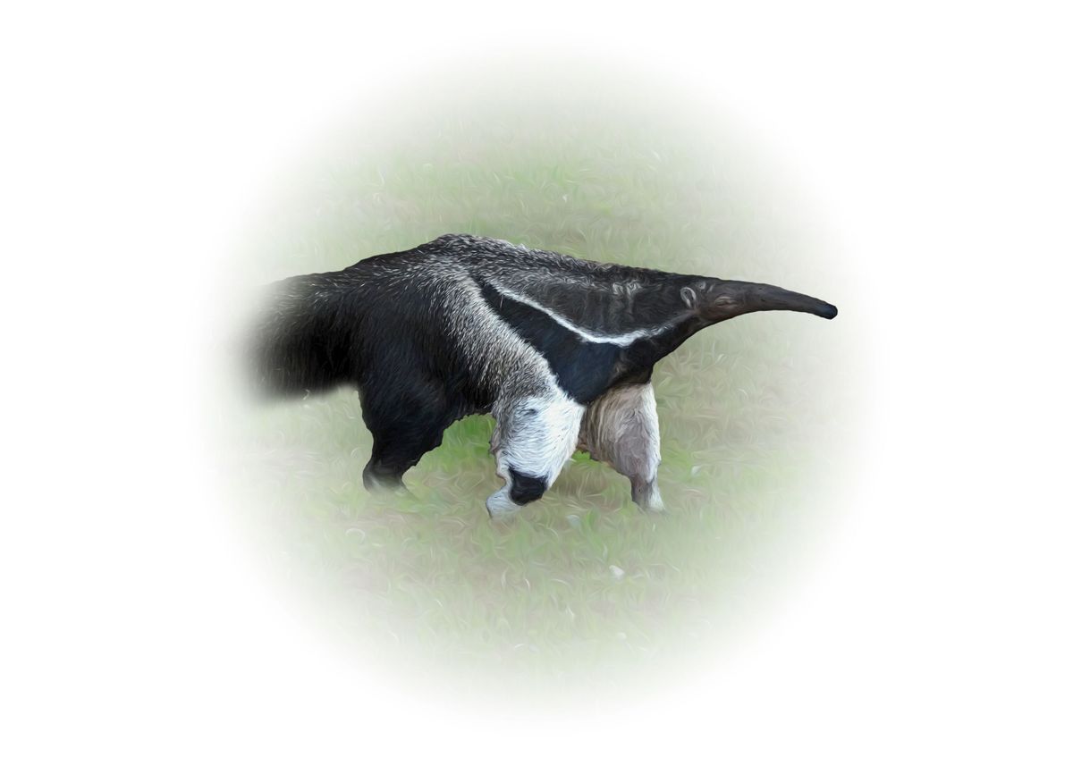 'Giant anteater' Poster, picture, metal print, paint by Gyula Gvardián ...