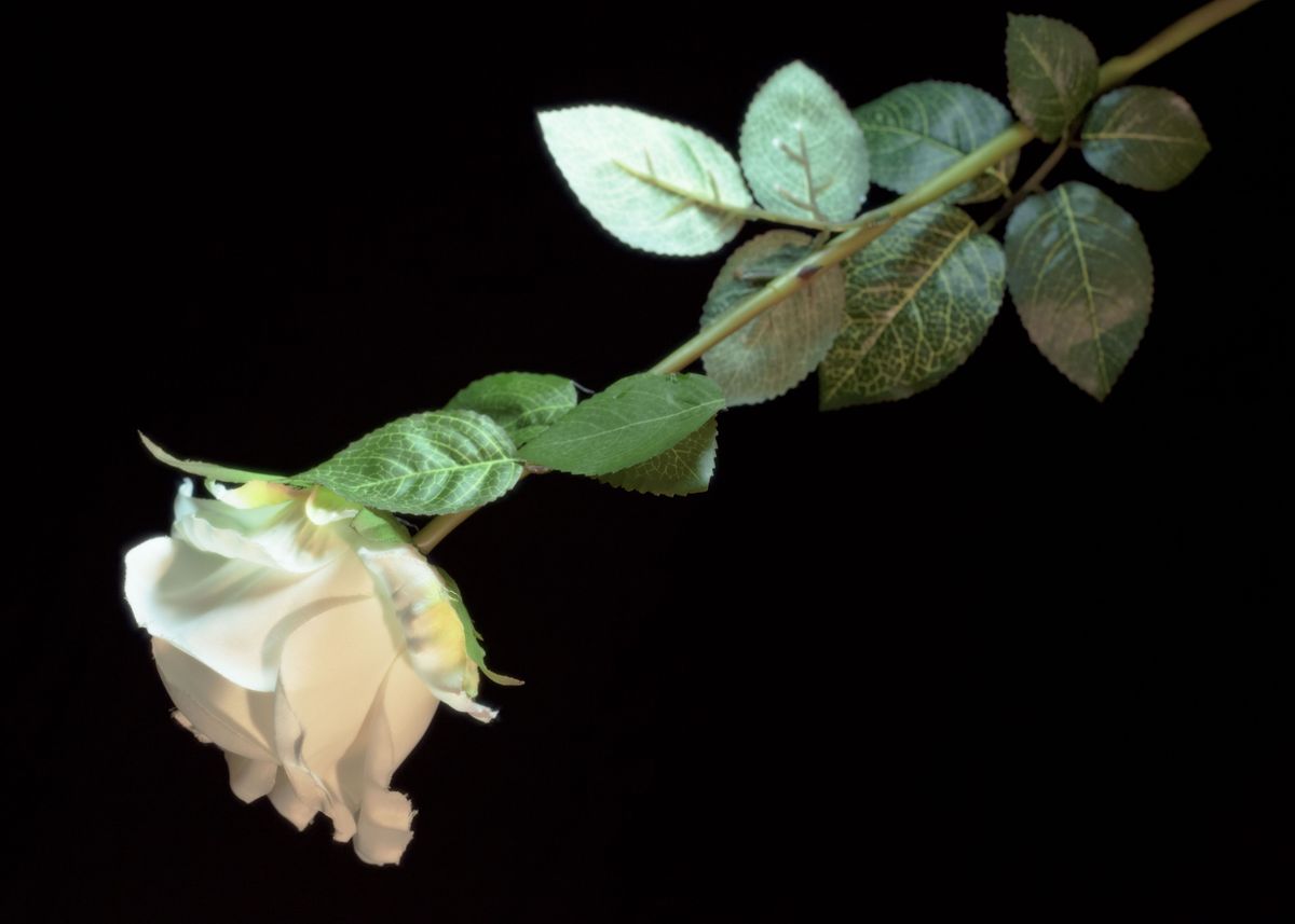 'White rose down' Poster, picture, metal print, paint by Gianfranco ...