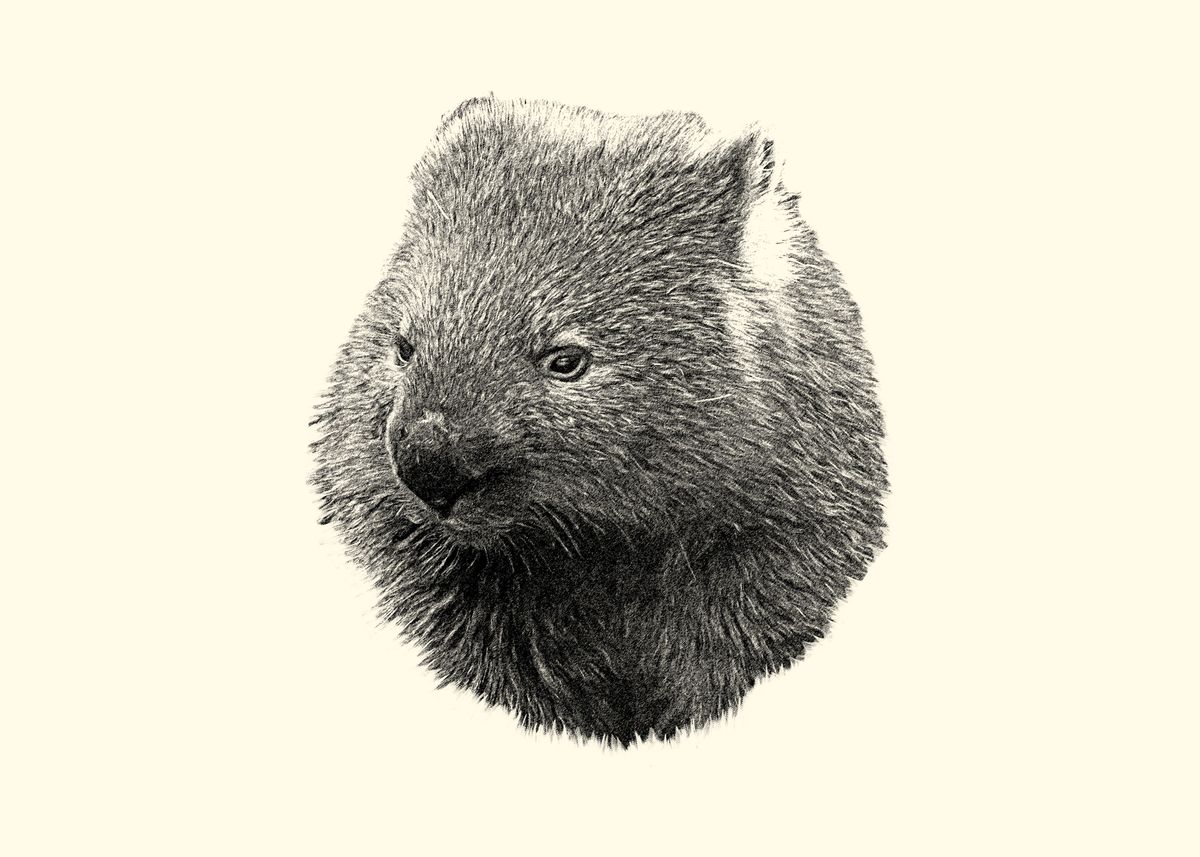 'Wombat' Poster, picture, metal print, paint by Gyula Gvardián | Displate