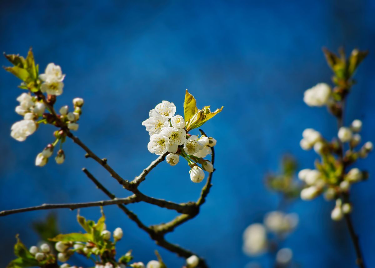 'The delicate signs of spri' Poster, picture, metal print, paint by ...