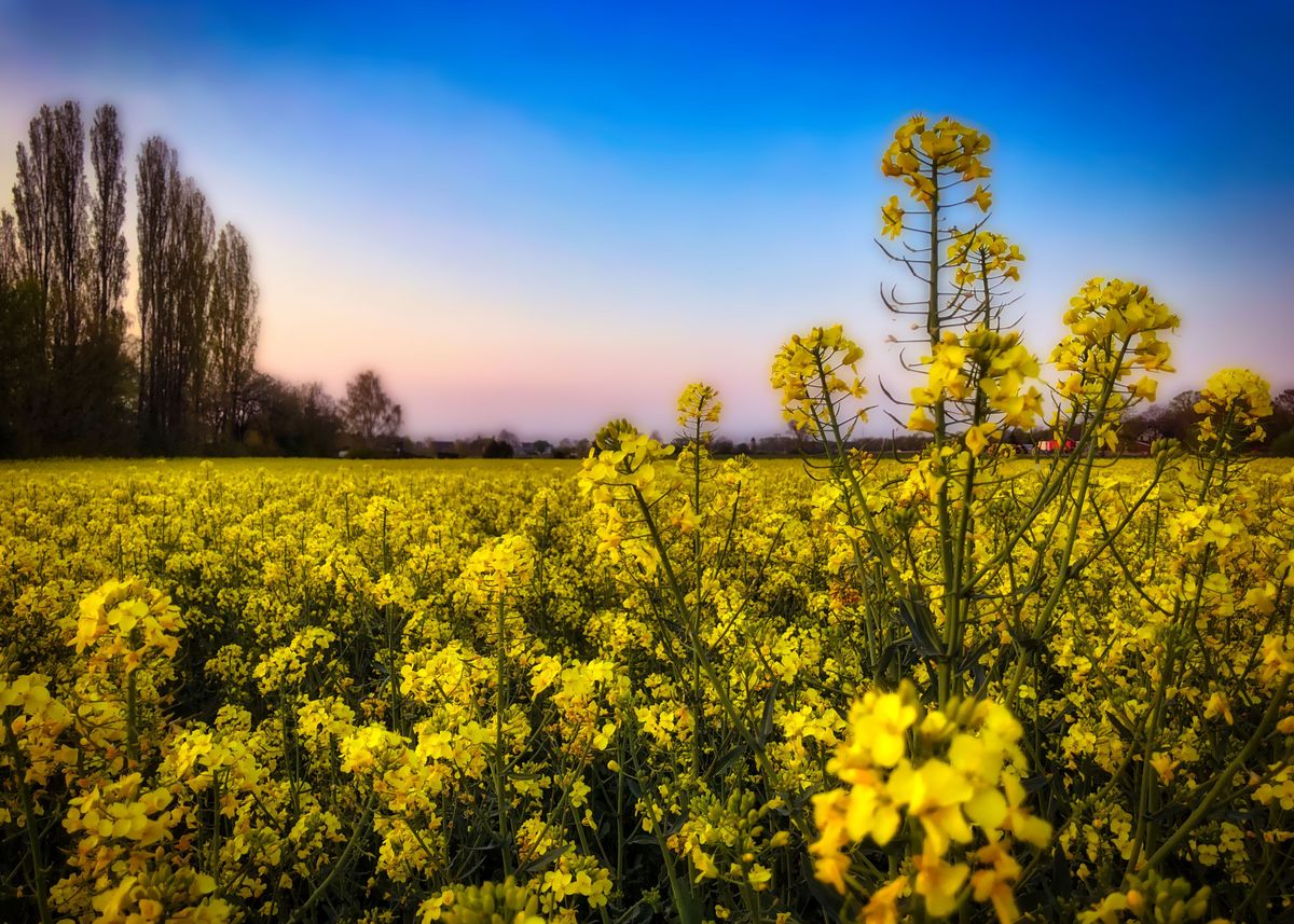 'a vibrant yellow rapeseed ' Poster, picture, metal print, paint by ...