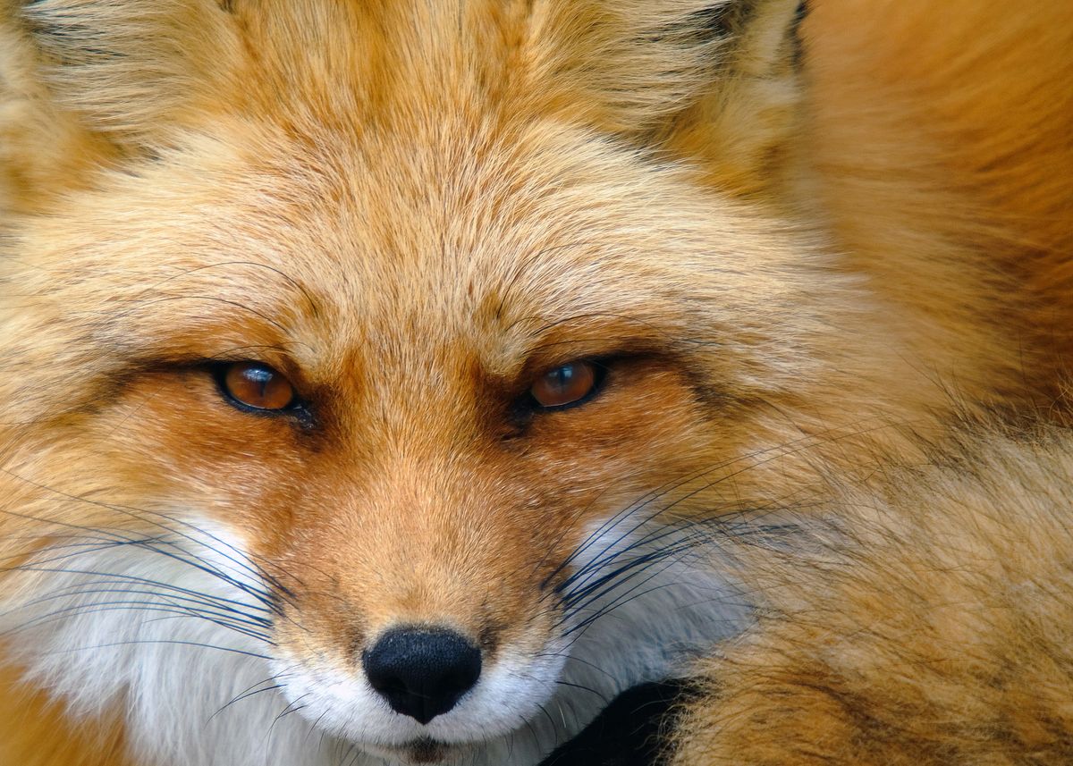 'Foxy Lady' Poster, picture, metal print, paint by World Class Photos ...