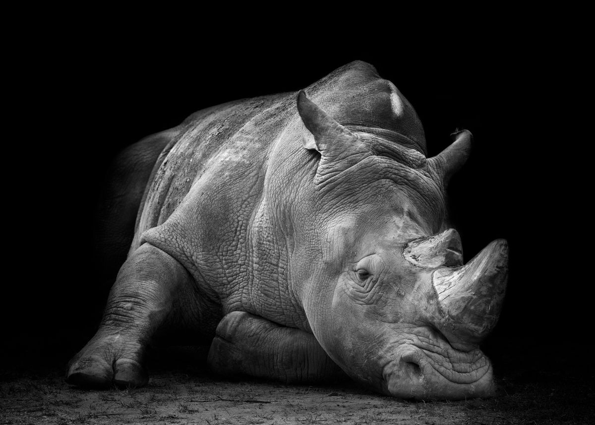 'Defeated' Poster, picture, metal print, paint by World Class Photos ...