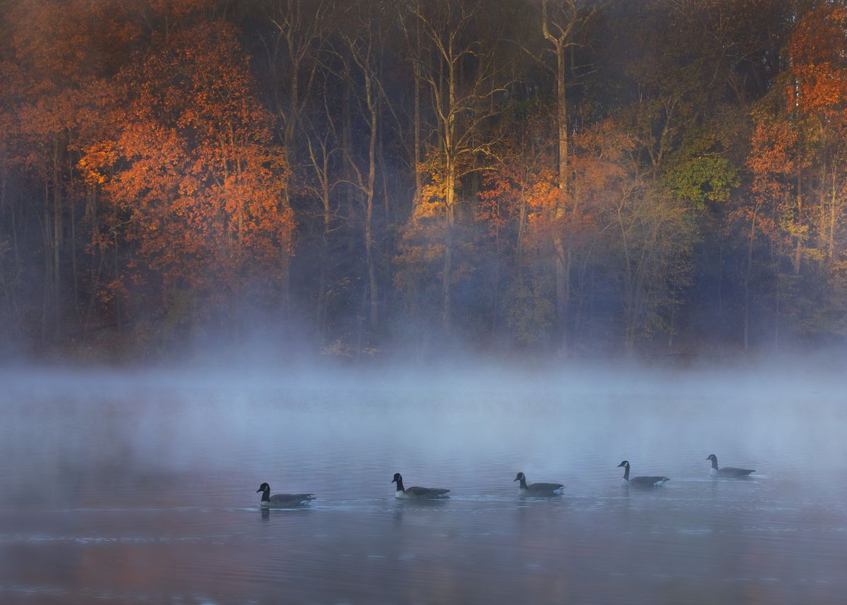 'Social Distances' Poster, picture, metal print, paint by World Class ...