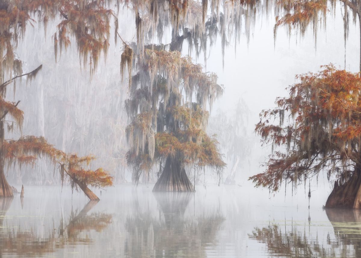 'Mysty Bayou' Poster, picture, metal print, paint by World Class Photos ...