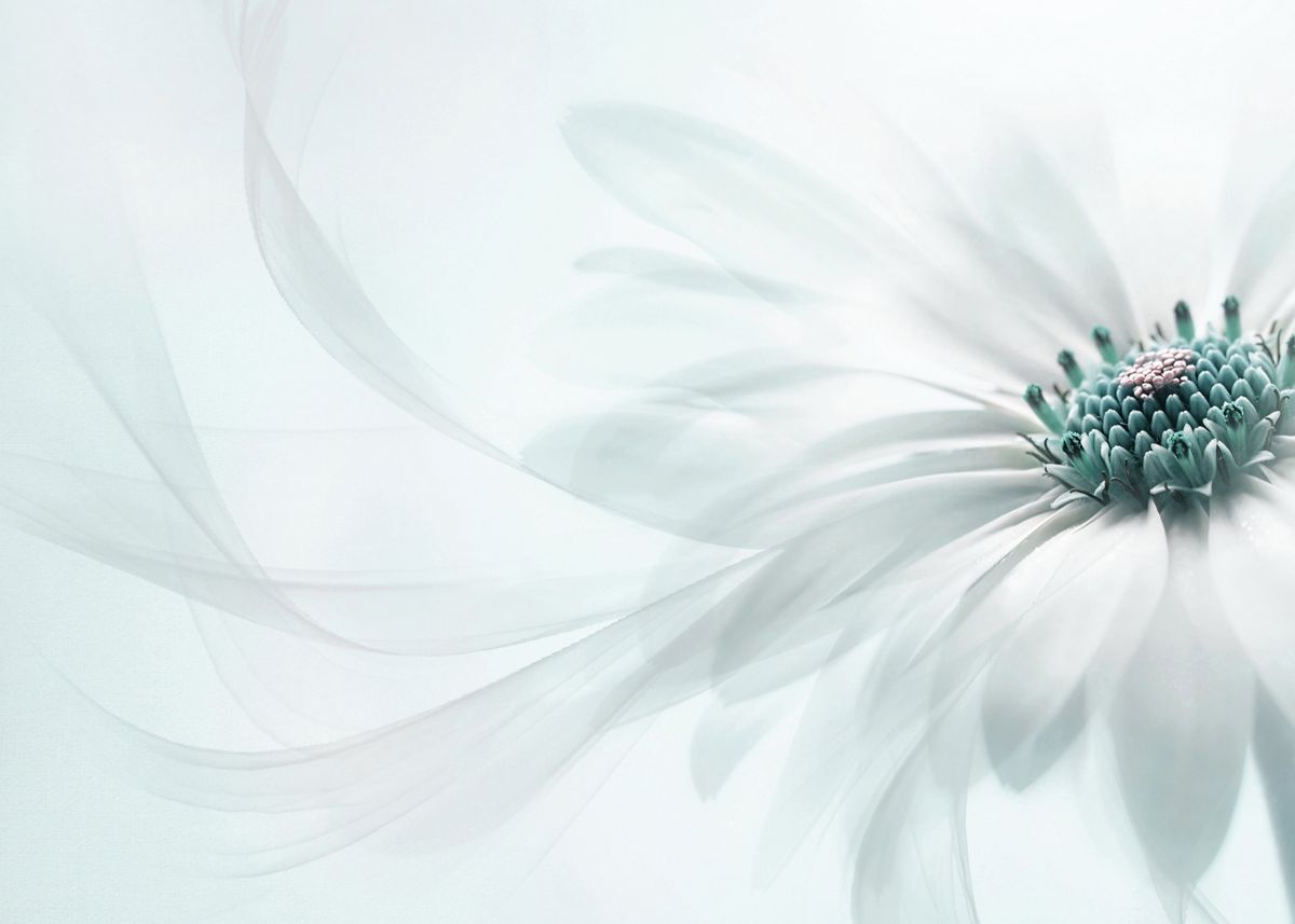 'Purity' Poster, picture, metal print, paint by World Class Photos ...