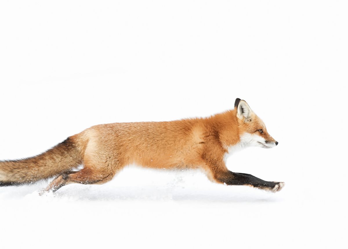 'Red Fox on the run' Poster, picture, metal print, paint by World Class ...