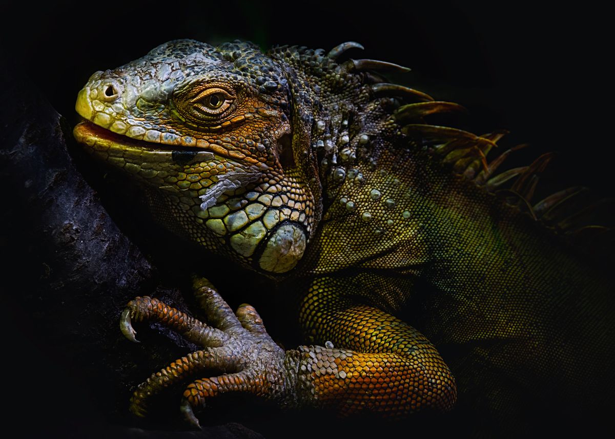 'Time of molting' Poster, picture, metal print, paint by World Class ...