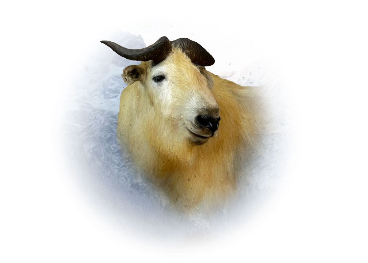 'Takin' Poster, picture, metal print, paint by Gyula Gvardián | Displate