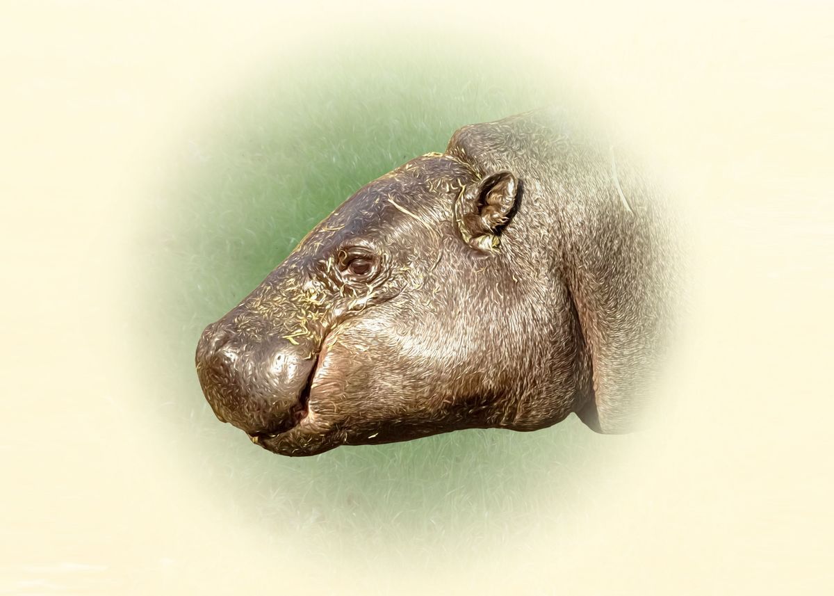 'Pygmy hippopotamus' Poster, picture, metal print, paint by Gyula ...