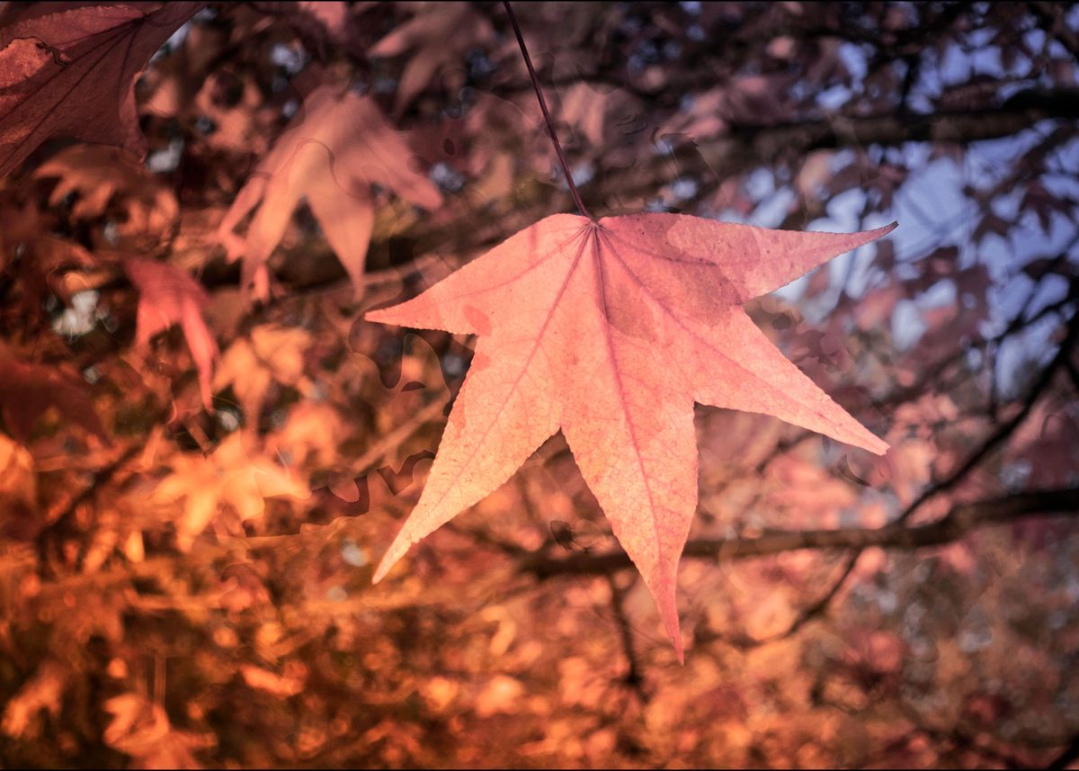 'maple leaf in the autumn' Poster, picture, metal print, paint by ...
