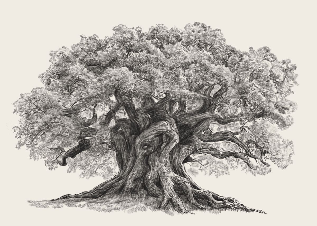 'Oak Tree Pencil Sketch ' Poster, picture, metal print, paint by Ermir ...