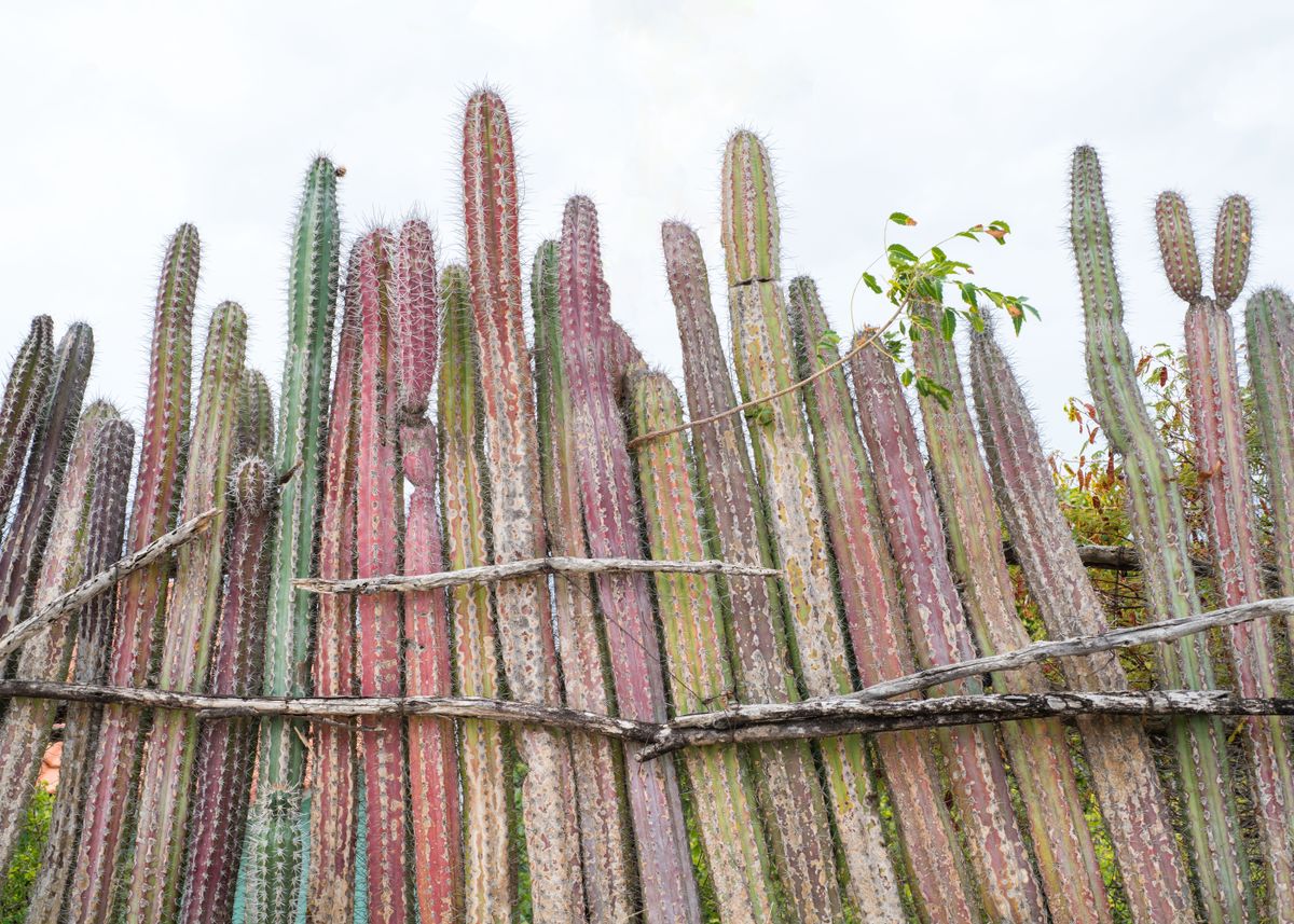 'Cacti Fence Dream 1 ' Poster, picture, metal print, paint by Anita's ...