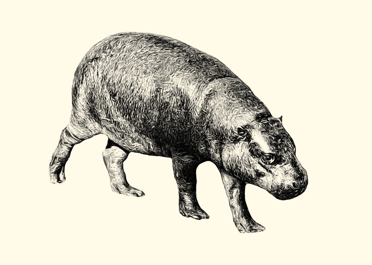 'Pygmy hippopotamus' Poster, picture, metal print, paint by Gyula ...