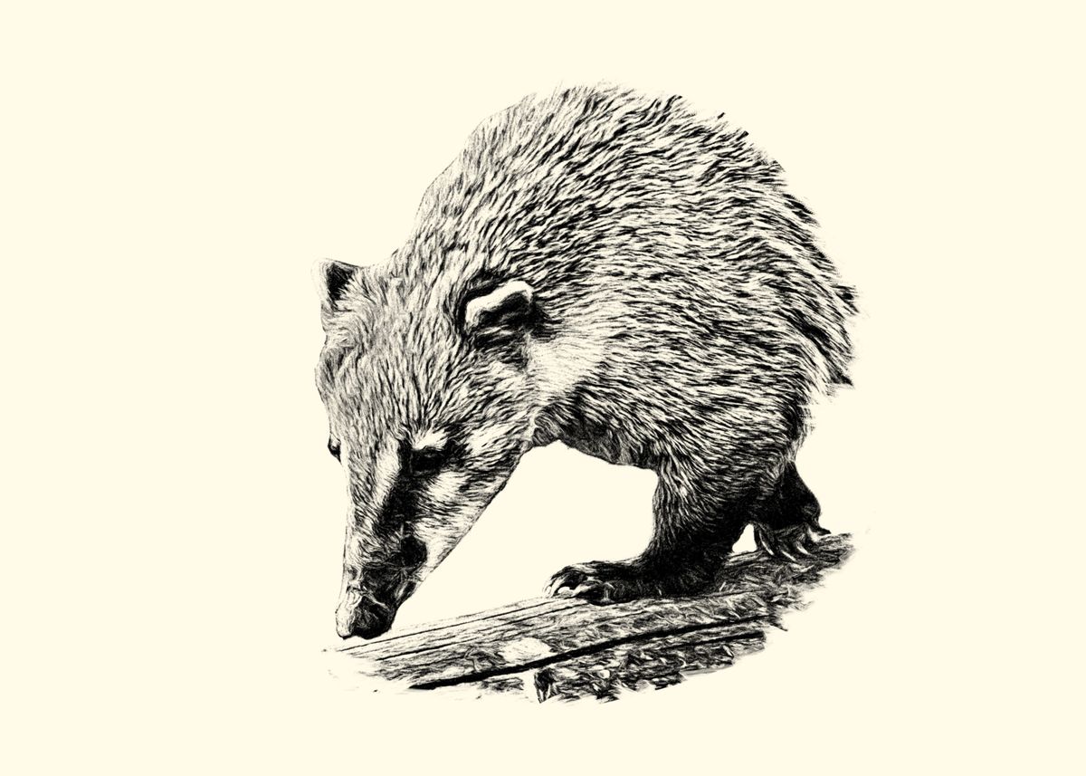 'Coati' Poster, picture, metal print, paint by Gyula Gvardián | Displate
