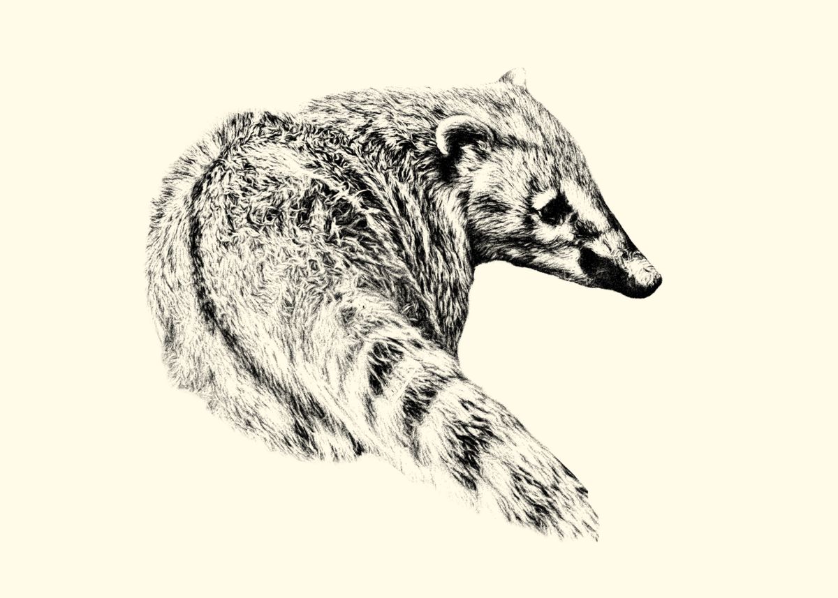 'Coati' Poster, picture, metal print, paint by Gyula Gvardián | Displate