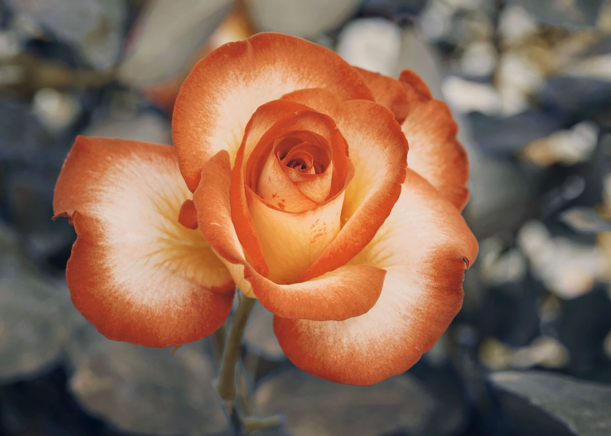 'rose growing in the garden' Poster, picture, metal print, paint by ...