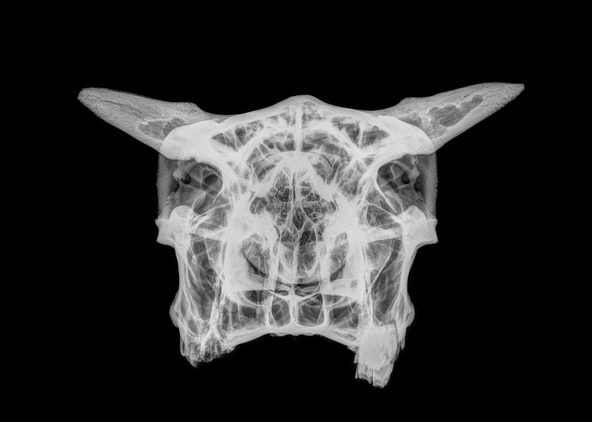 'skull of a cow x ray ' Poster, picture, metal print, paint by ...