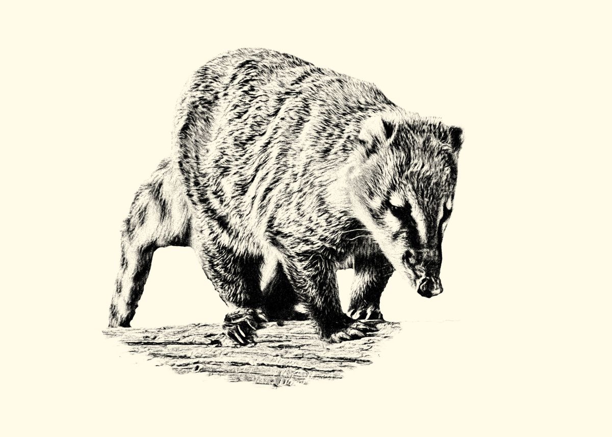 'Coati' Poster, picture, metal print, paint by Gyula Gvardián | Displate