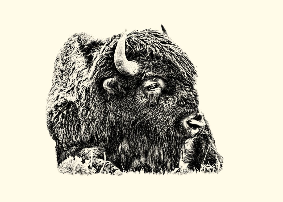 'American bison' Poster, picture, metal print, paint by Gyula Gvardián ...