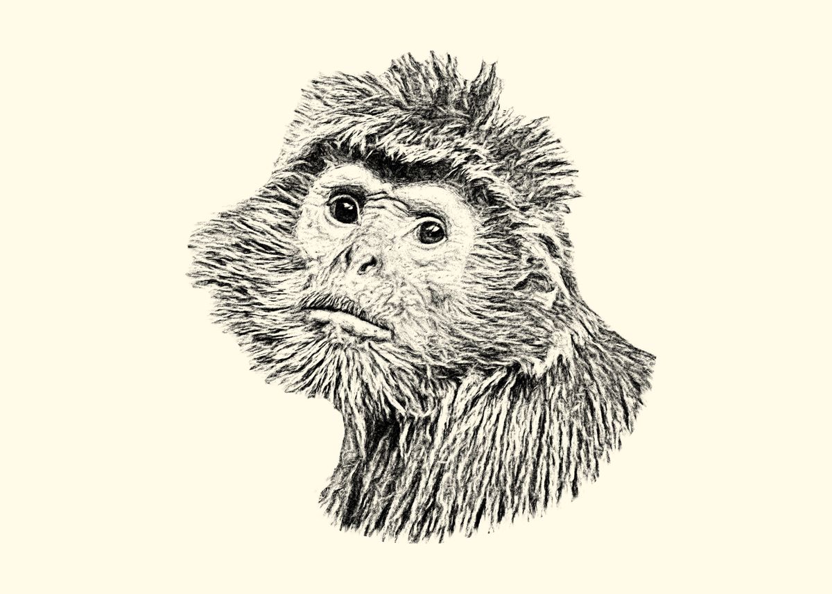 'East javan langur' Poster, picture, metal print, paint by Gyula ...