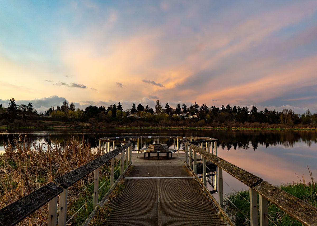 'Swan Lake Victoria BC' Poster, picture, metal print, paint by Tony ...