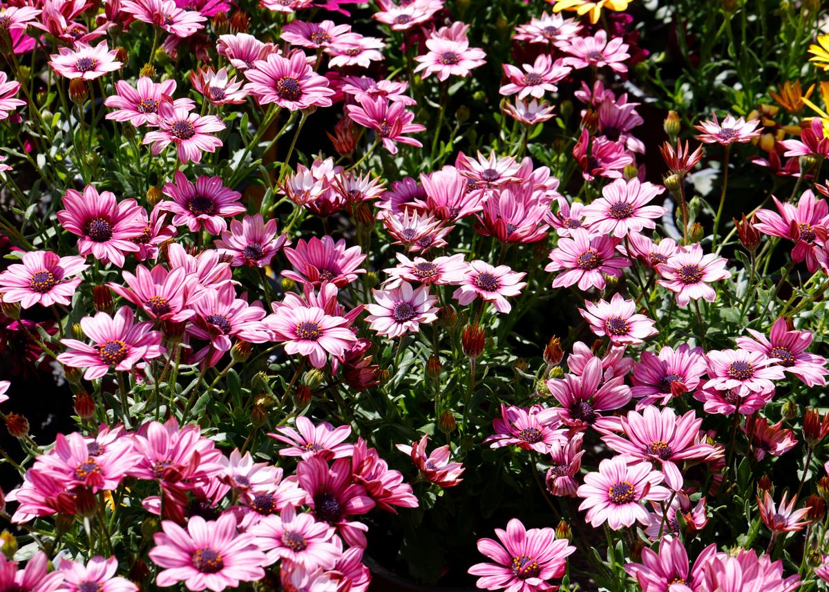 'colorful daisy in bloom ' Poster, picture, metal print, paint by ...