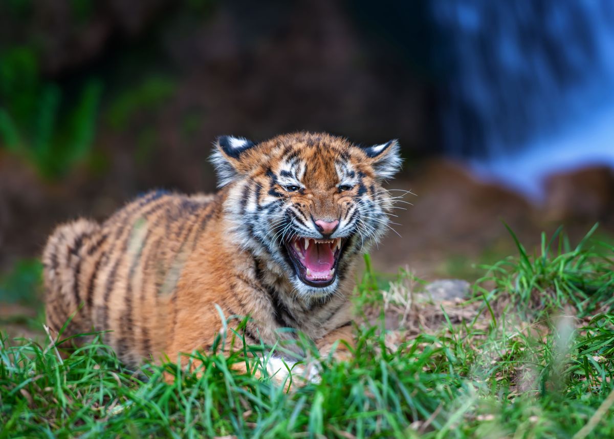 'Tiger cub' Poster, picture, metal print, paint by Volodymyr Burdiak ...