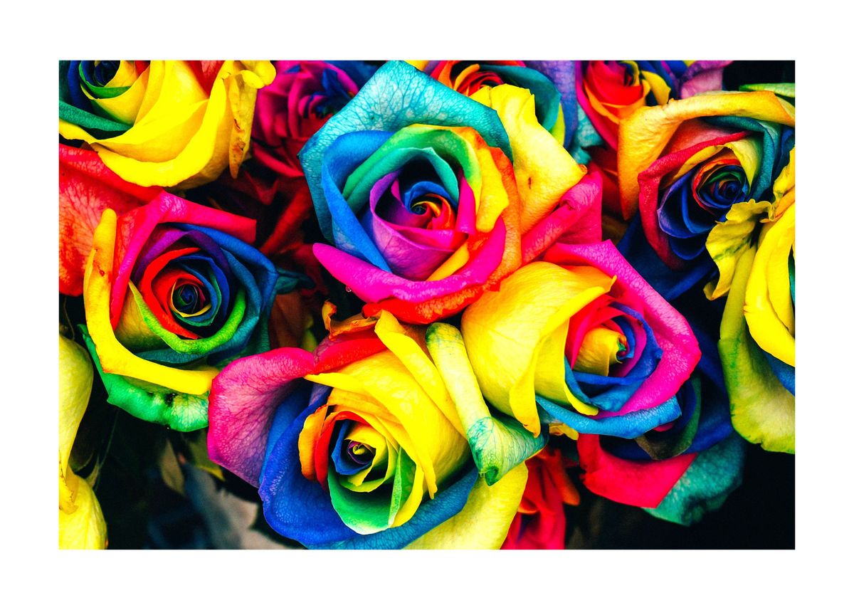 'PRIDE Roses' Poster, picture, metal print, paint by Gee Gee | Displate