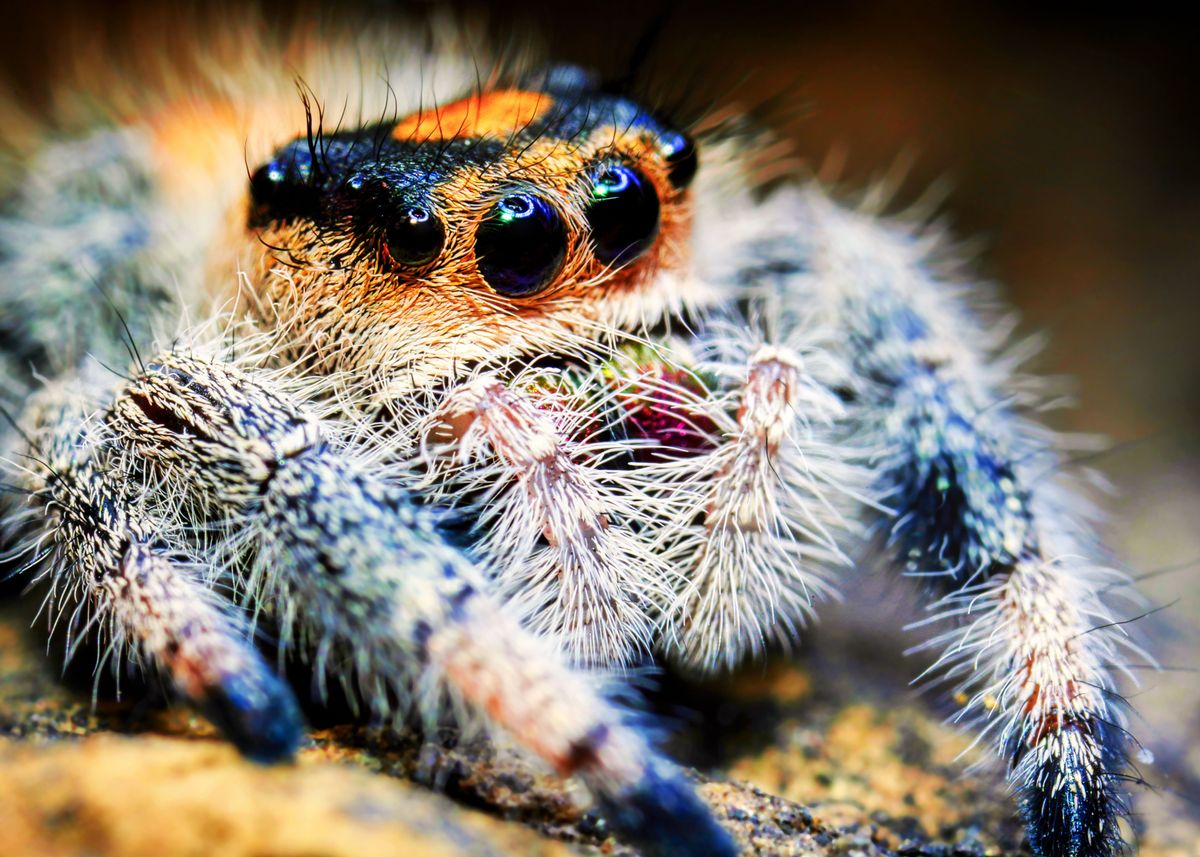 'Phidippus jumping spider' Poster, picture, metal print, paint by ...