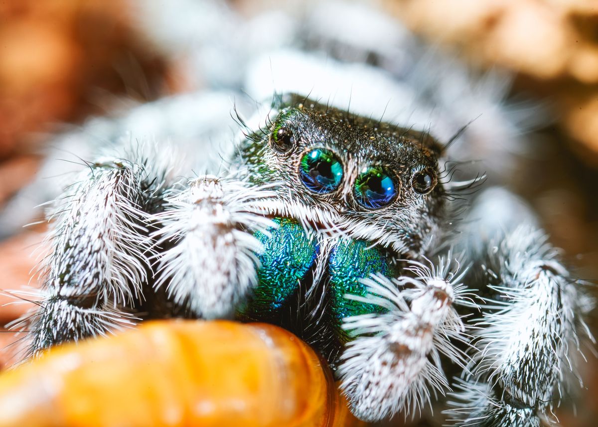 'Phidippus jumping spider' Poster, picture, metal print, paint by ...