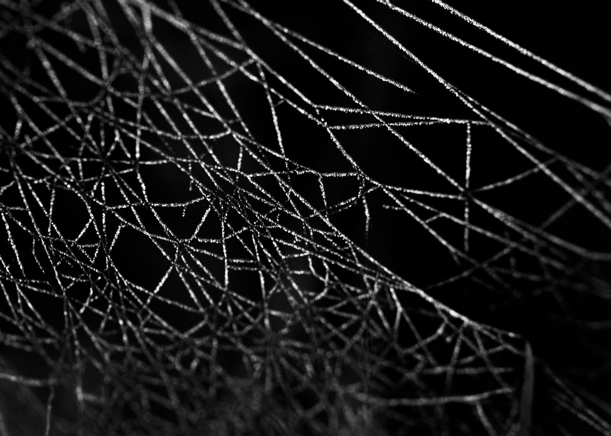 'Spider web' Poster, picture, metal print, paint by Aolin | Displate