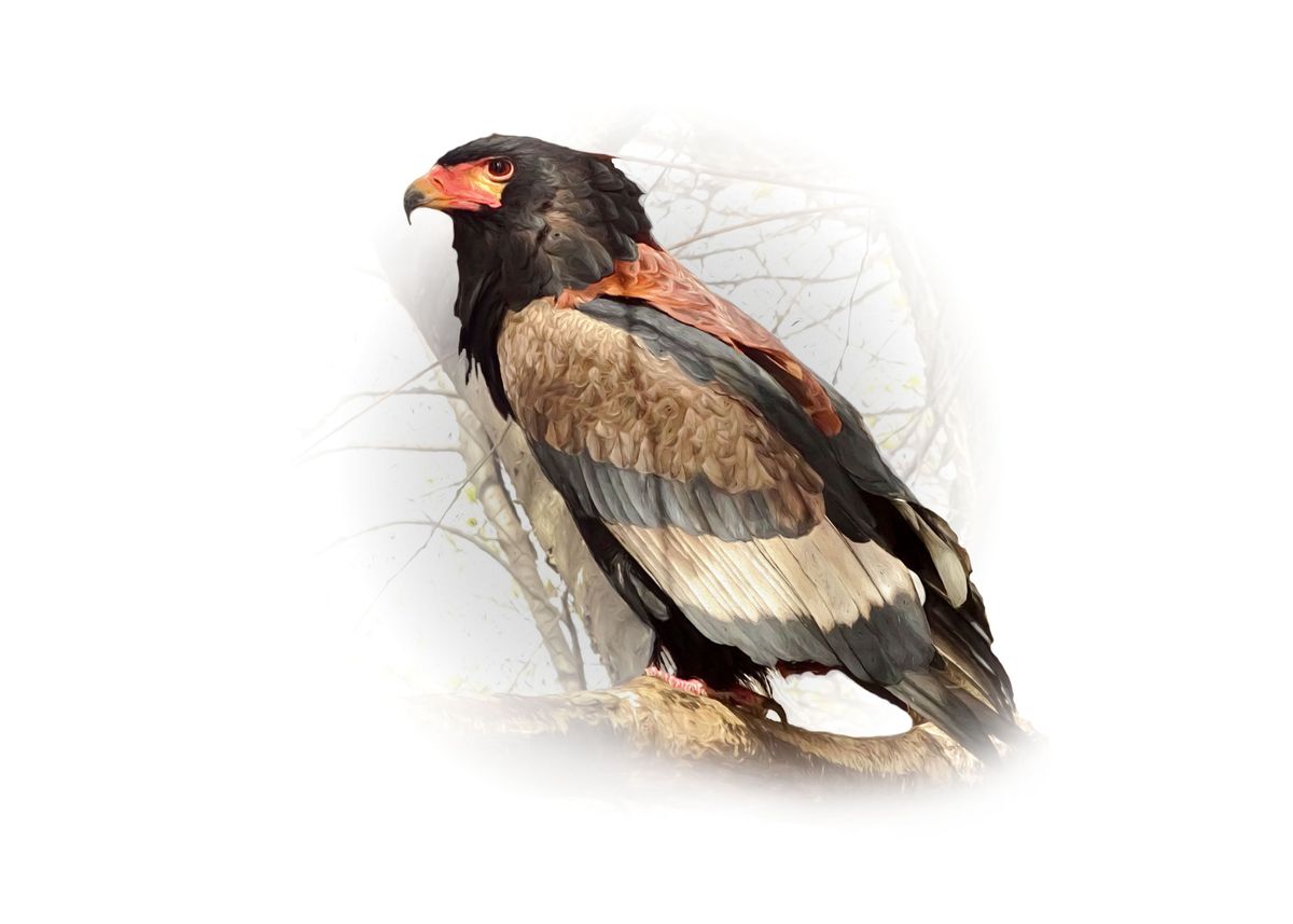 'Bateleur' Poster, picture, metal print, paint by Gyula Gvardián | Displate