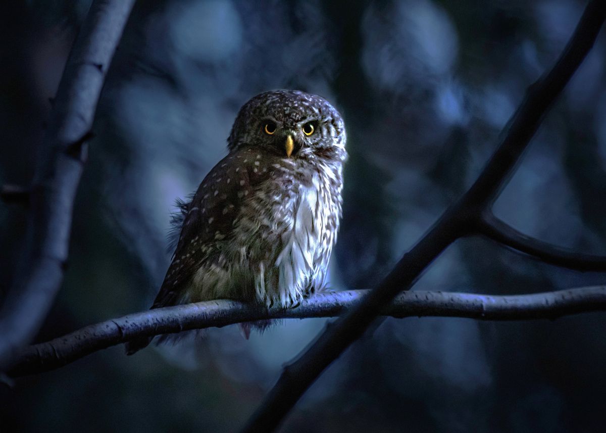 'Night Owl' Poster, picture, metal print, paint by Art Shack | Displate