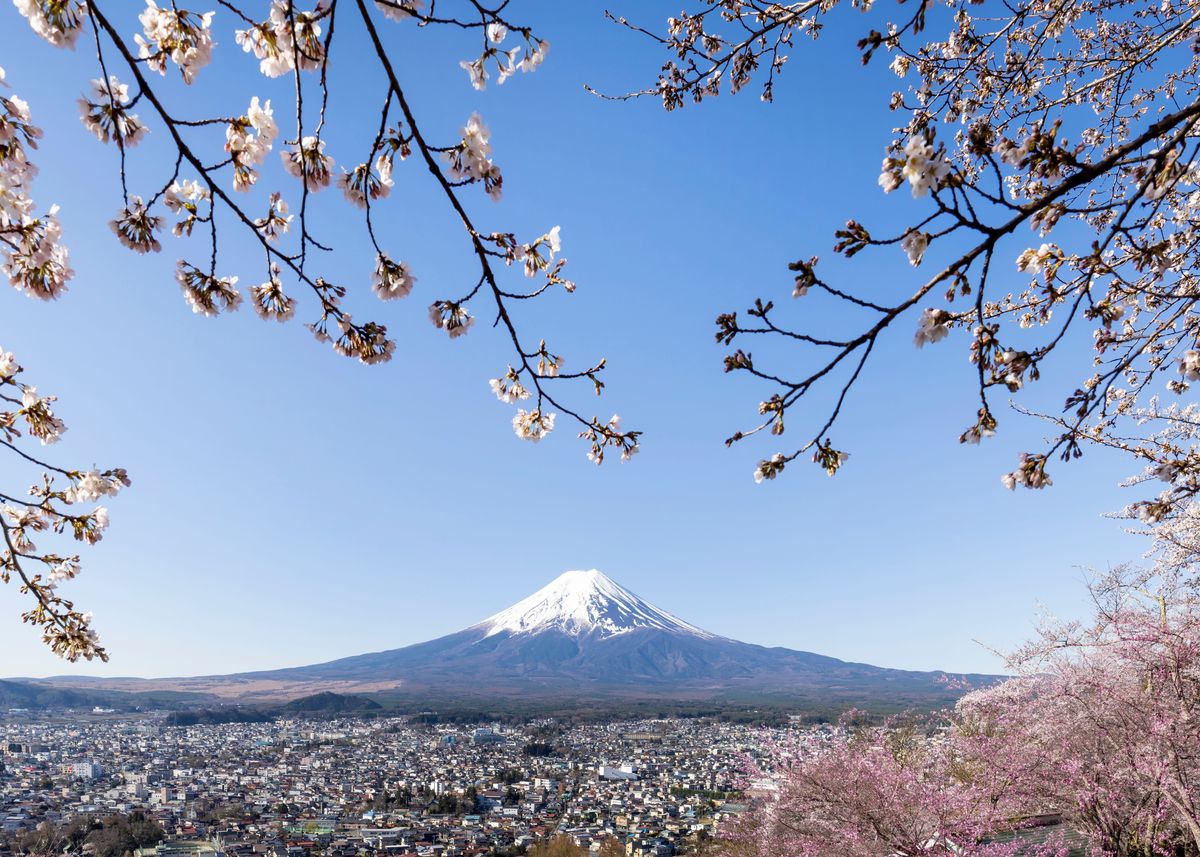 'Mount Fuji cherry blossoms' Poster, picture, metal print, paint by Melanie Viola | Displate