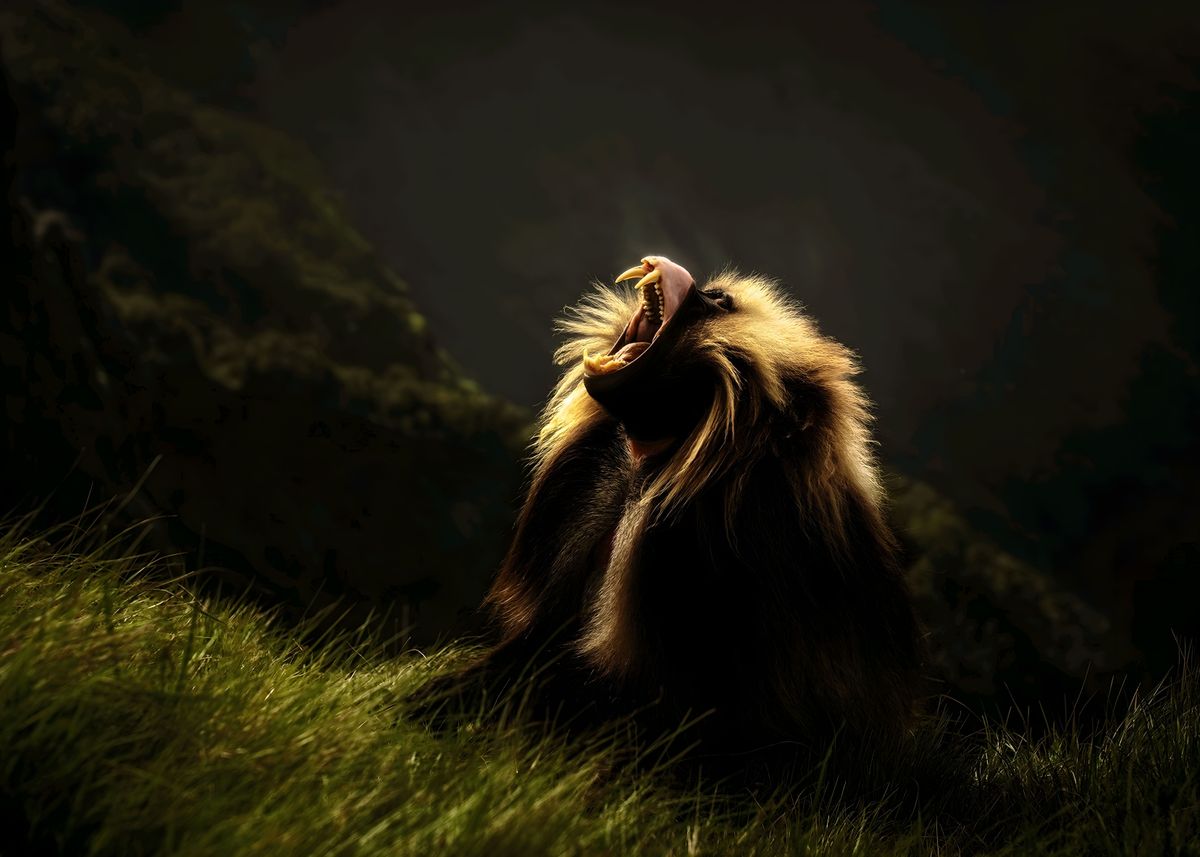 'Baboon' Poster, picture, metal print, paint by Desira art | Displate