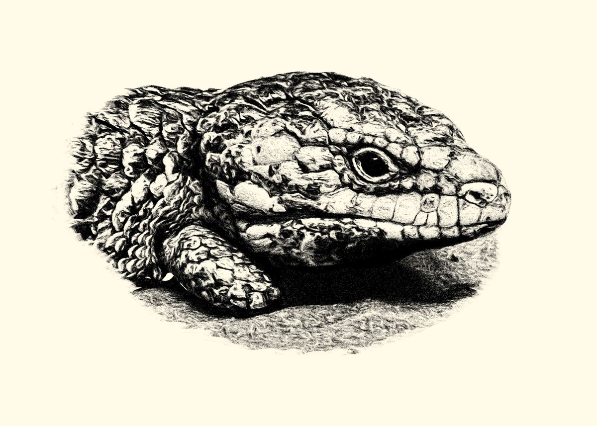 'Skink' Poster, picture, metal print, paint by Gyula Gvardián | Displate