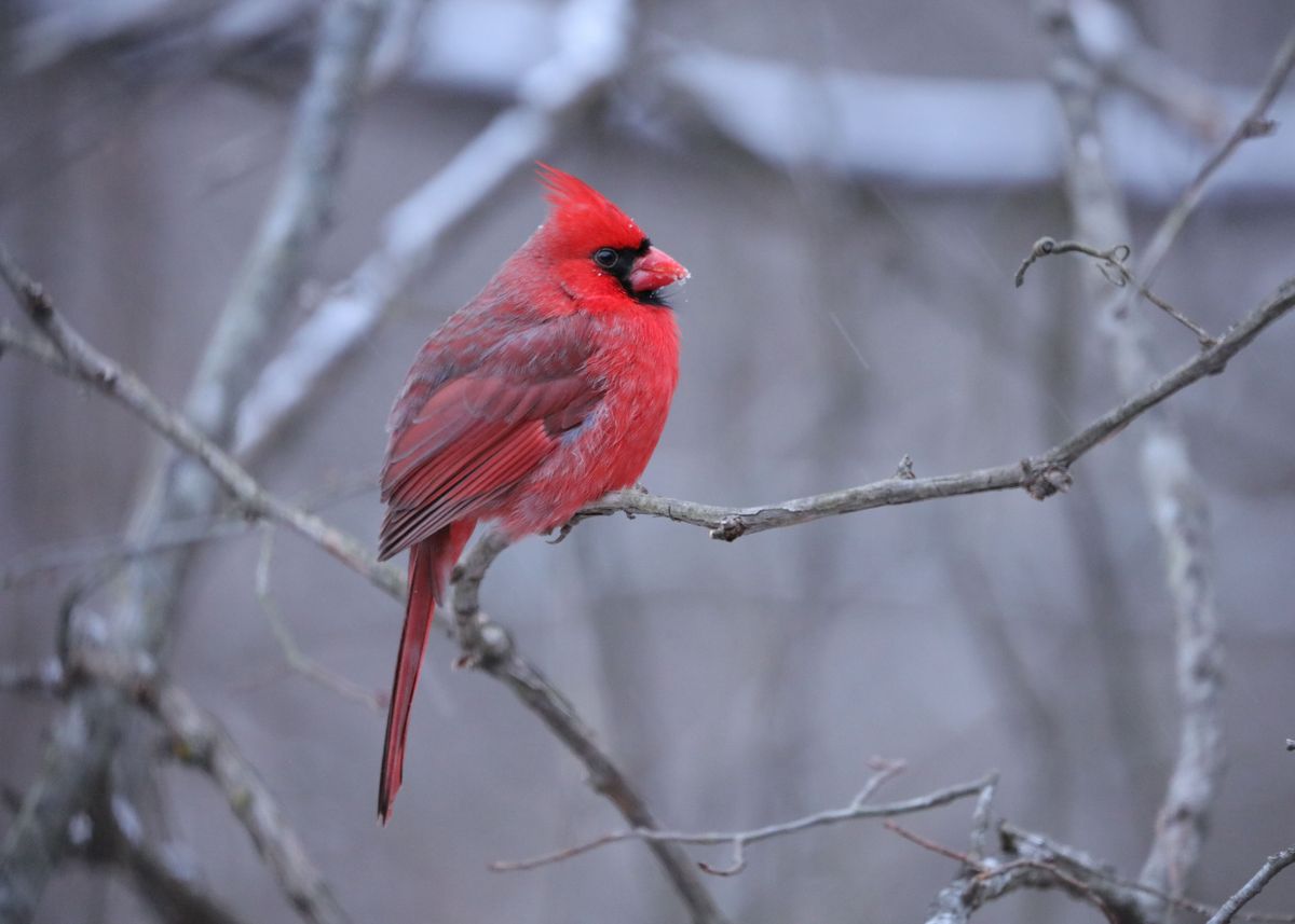 'Red Cardinal' Poster, picture, metal print, paint by Melanie Kowasic ...