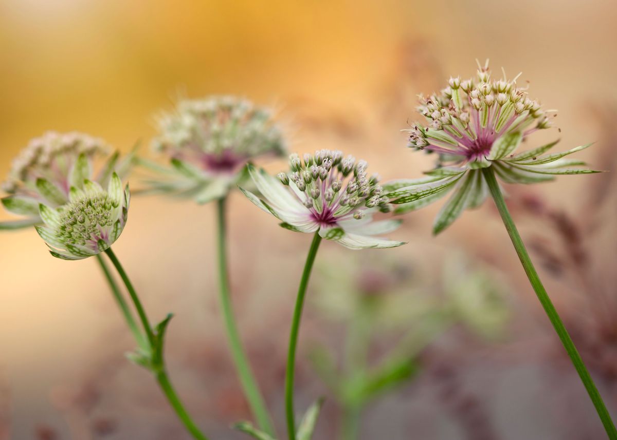 'Astrantia flowers' Poster, picture, metal print, paint by Mycatherina ...