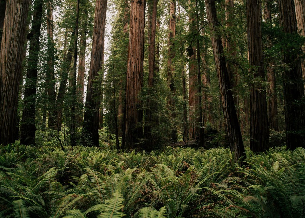 'Redwood Forest' Poster, picture, metal print, paint by Hannah Kemp | Displate