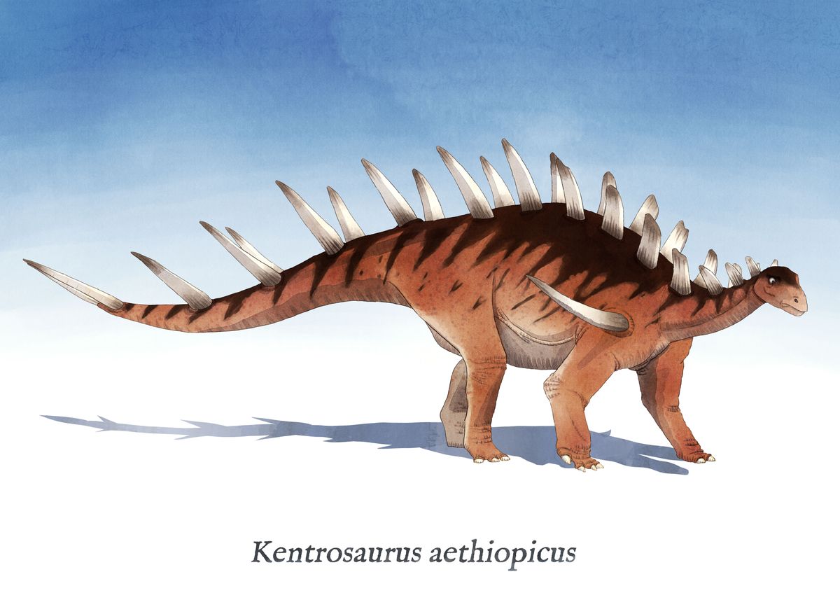 'K is for Kentrosaurus' Poster, picture, metal print, paint by Ildegran ...