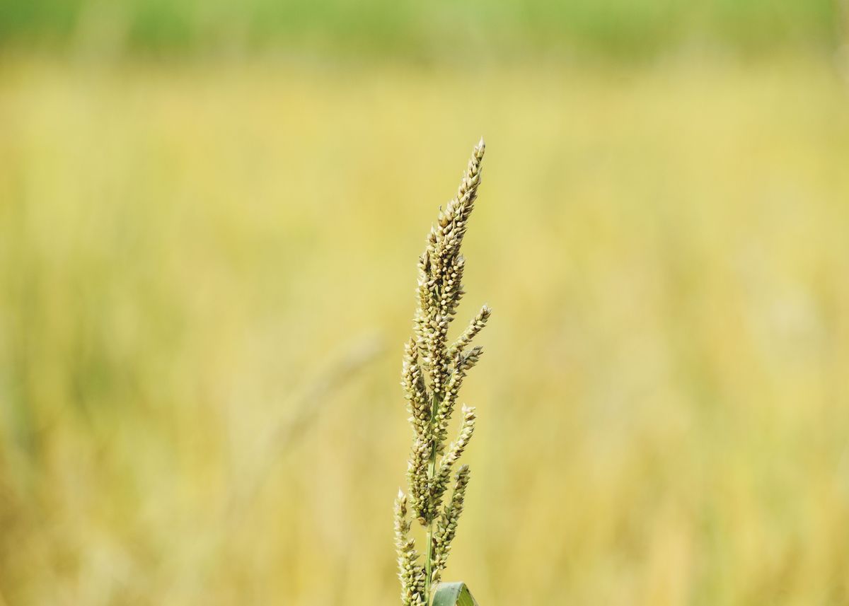 'Millets Bajra crop field' Poster, picture, metal print, paint by ...