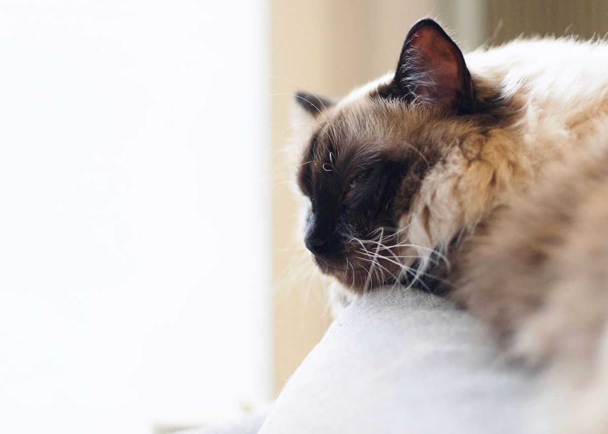 'Thea 2' Poster, picture, metal print, paint by Daniel V | Displate