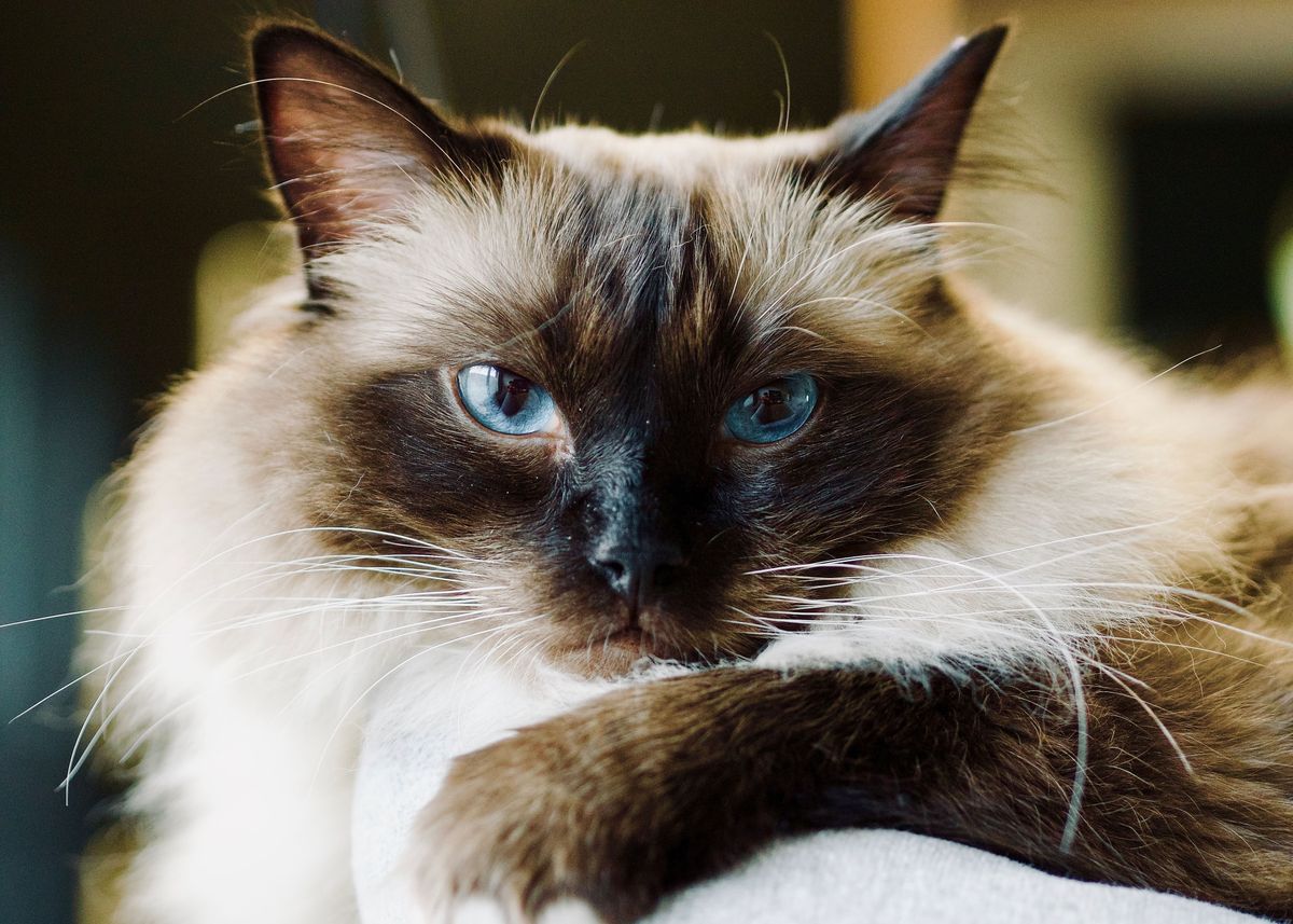 'Thea 3' Poster, picture, metal print, paint by Daniel V | Displate