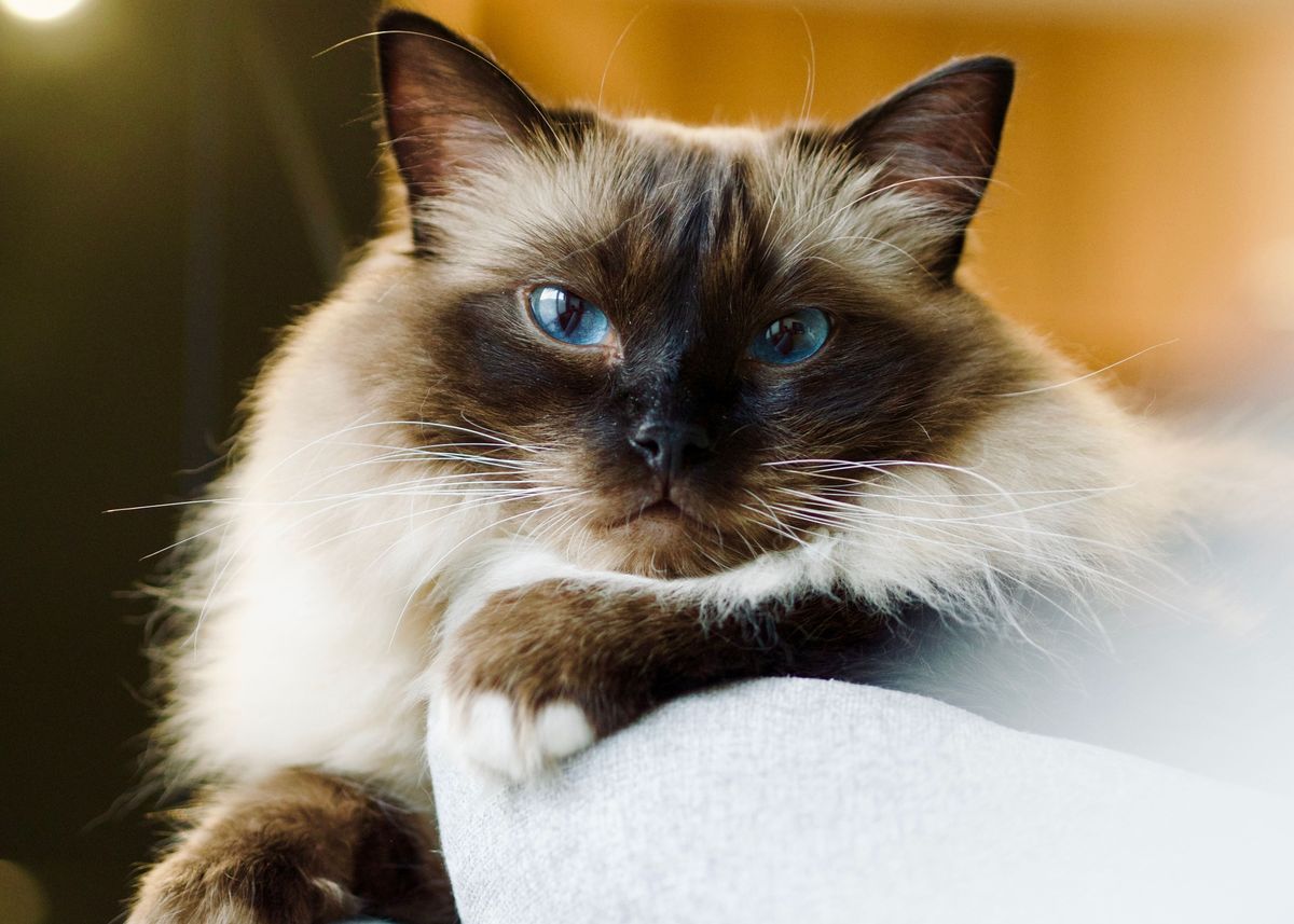 'Thea 1' Poster, picture, metal print, paint by Daniel V | Displate